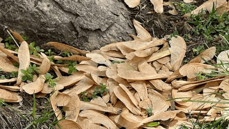 Why are Seeds of Different Sizes and Shapes? - Sustainable Secure Food Blog