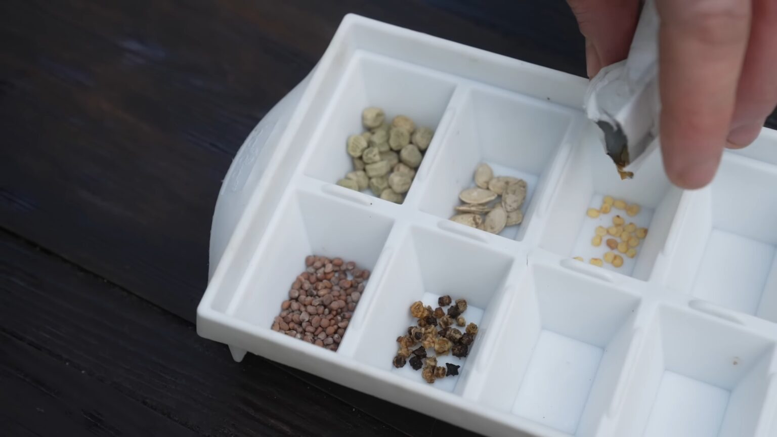 Why are Seeds of Different Sizes and Shapes? - Sustainable Secure Food Blog