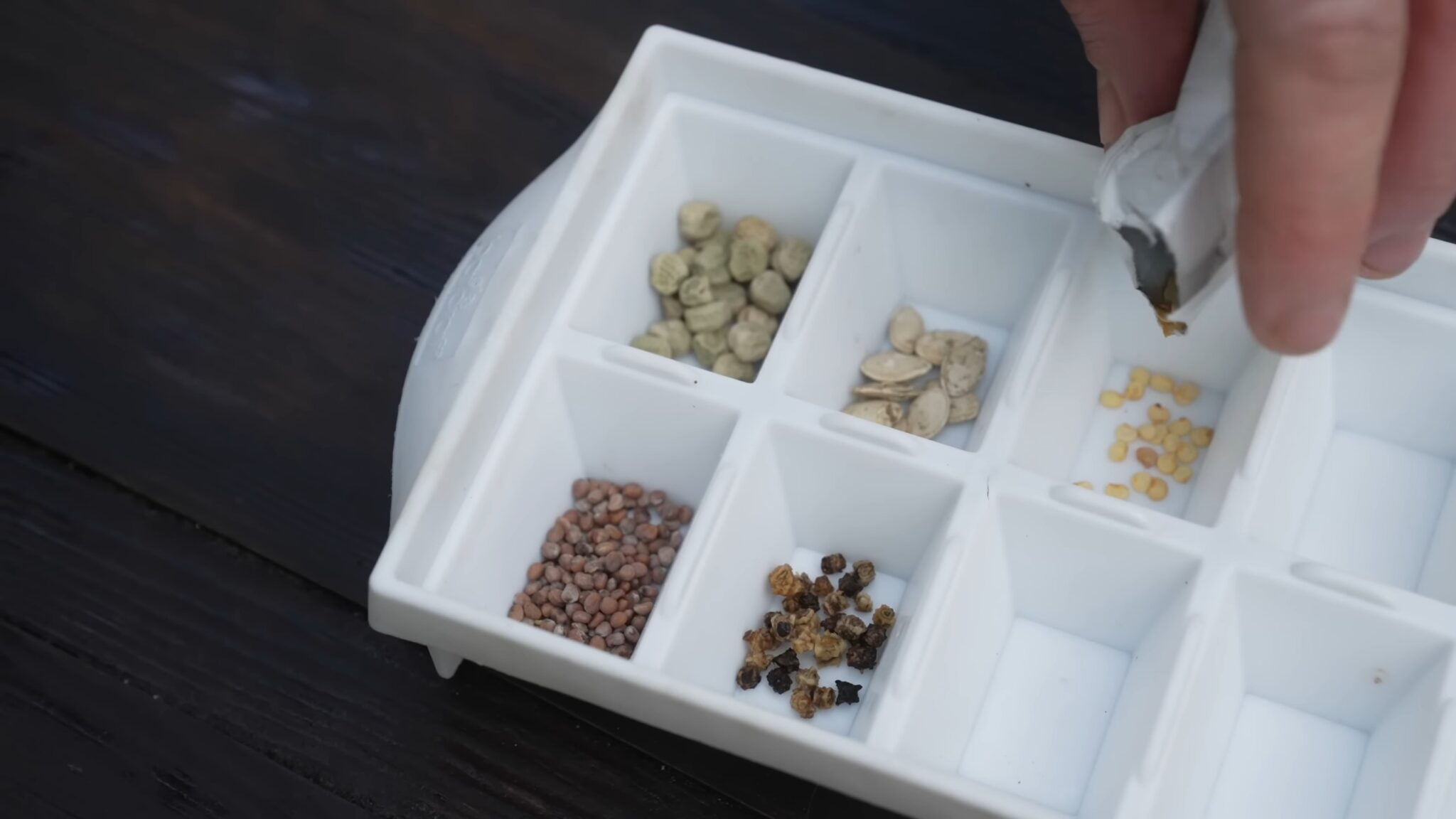 Why are Seeds of Different Sizes and Shapes? - Sustainable Secure Food Blog