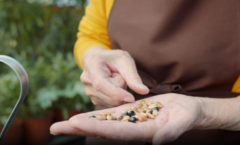 Why are Seeds of Different Sizes and Shapes? - Sustainable Secure Food Blog