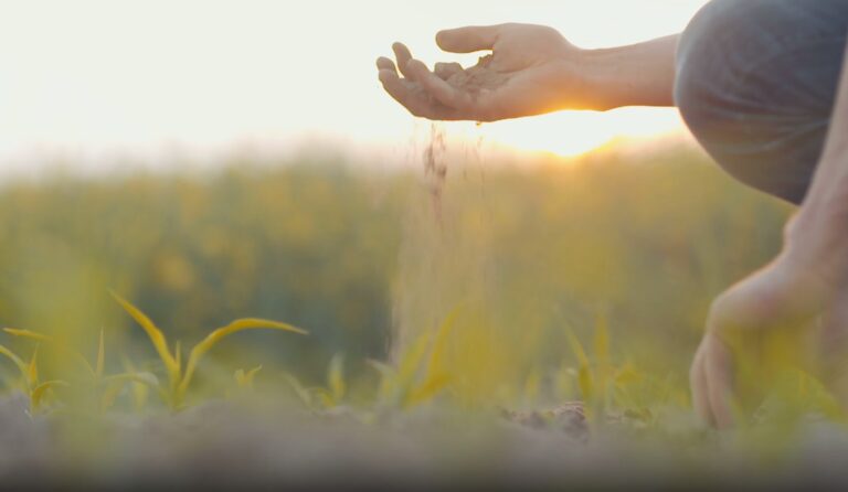 Why are Seeds of Different Sizes and Shapes? - Sustainable Secure Food Blog