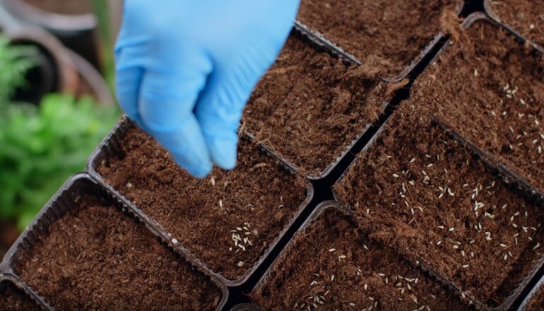 Why are Seeds of Different Sizes and Shapes? - Sustainable Secure Food Blog