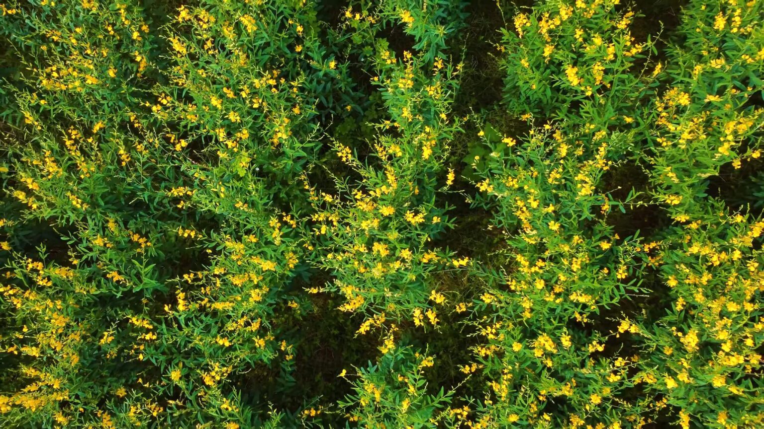 What Is Sunn Hemp and How Is It Used in Agronomy? - Sustainable Secure ...