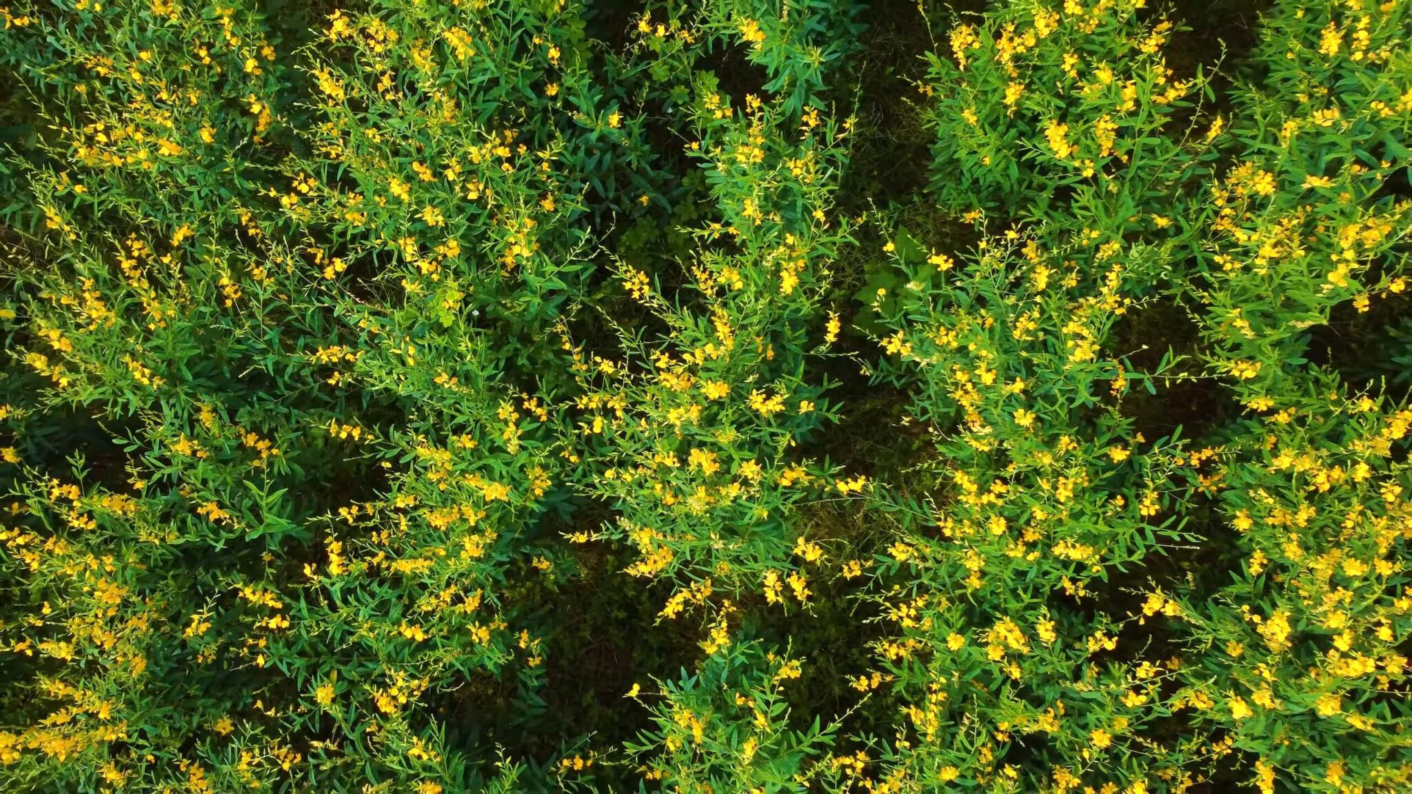 What Is Sunn Hemp and How Is It Used in Agronomy? - Sustainable Secure ...