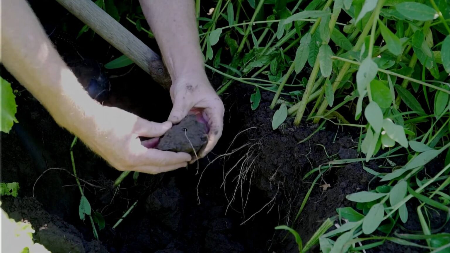 What Is Sunn Hemp and How Is It Used in Agronomy? - Sustainable Secure ...