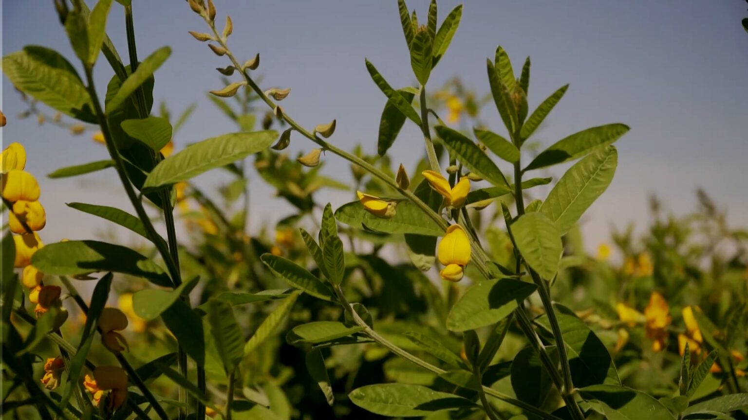 What Is Sunn Hemp and How Is It Used in Agronomy? - Sustainable Secure ...