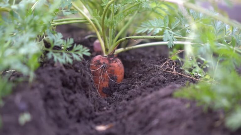 When to Harvest Carrots? From Garden to Table - Sustainable Secure Food ...
