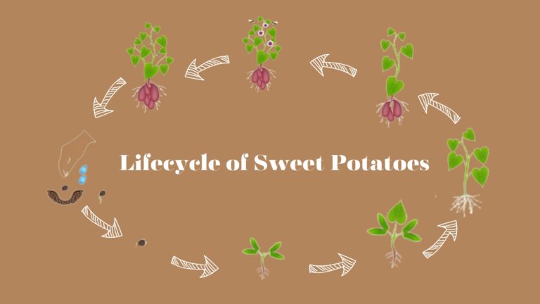 When to Harvest Sweet Potatoes - Digging Deep
