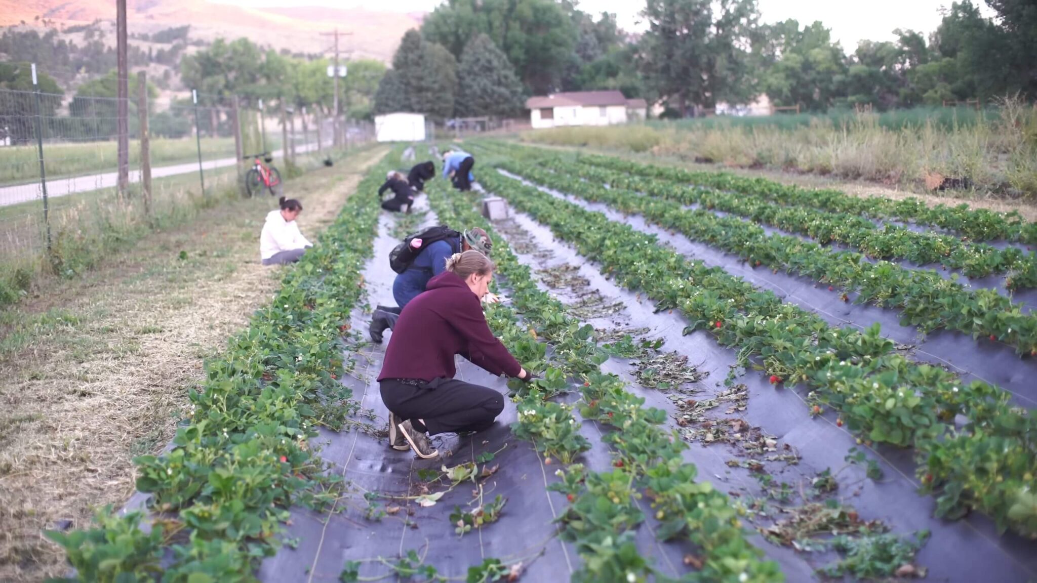 What Are Smallholder Farms? Can They Save The Day?