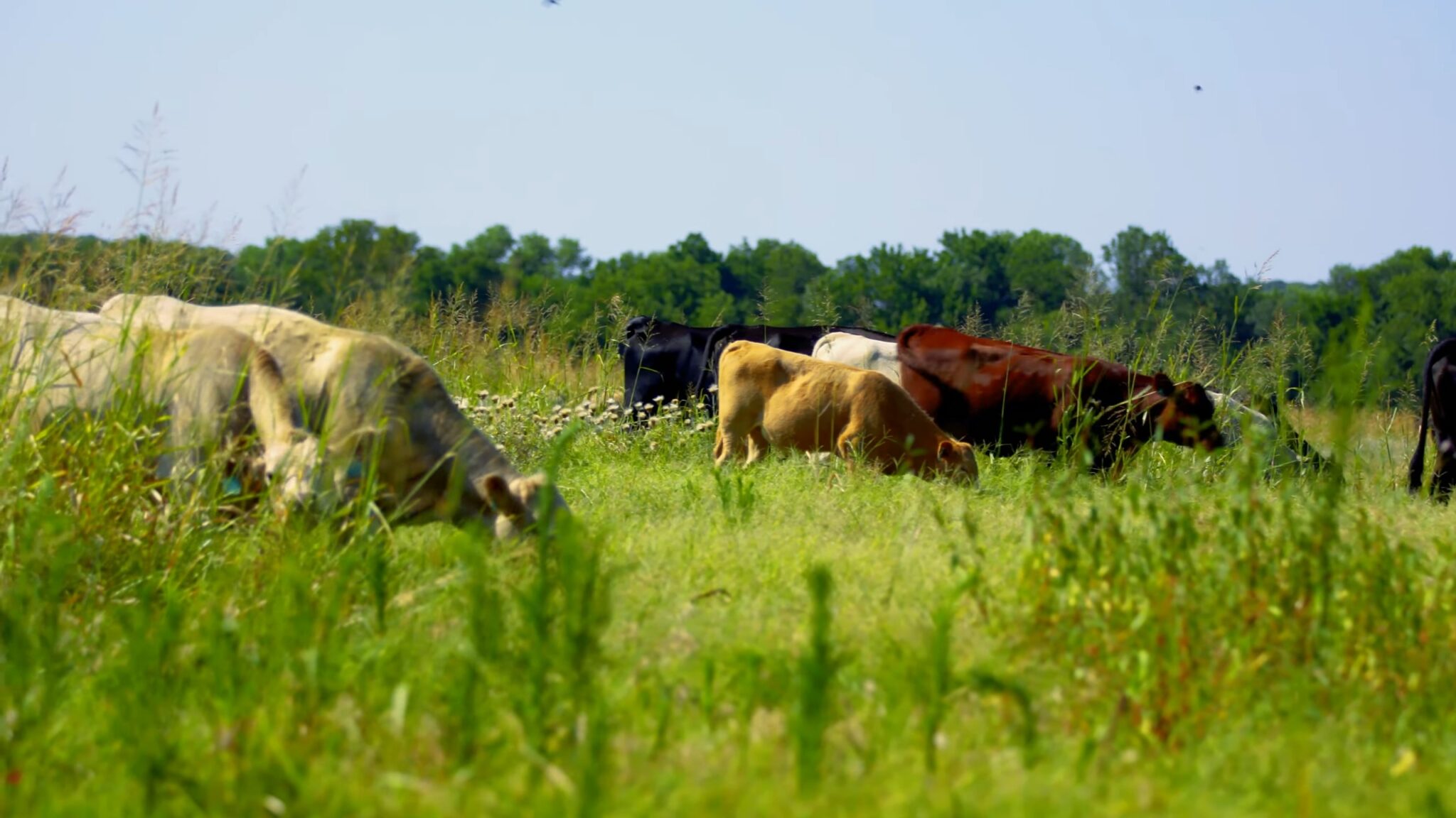 How I Implemented Regenerative Agriculture on My Small Farm ...