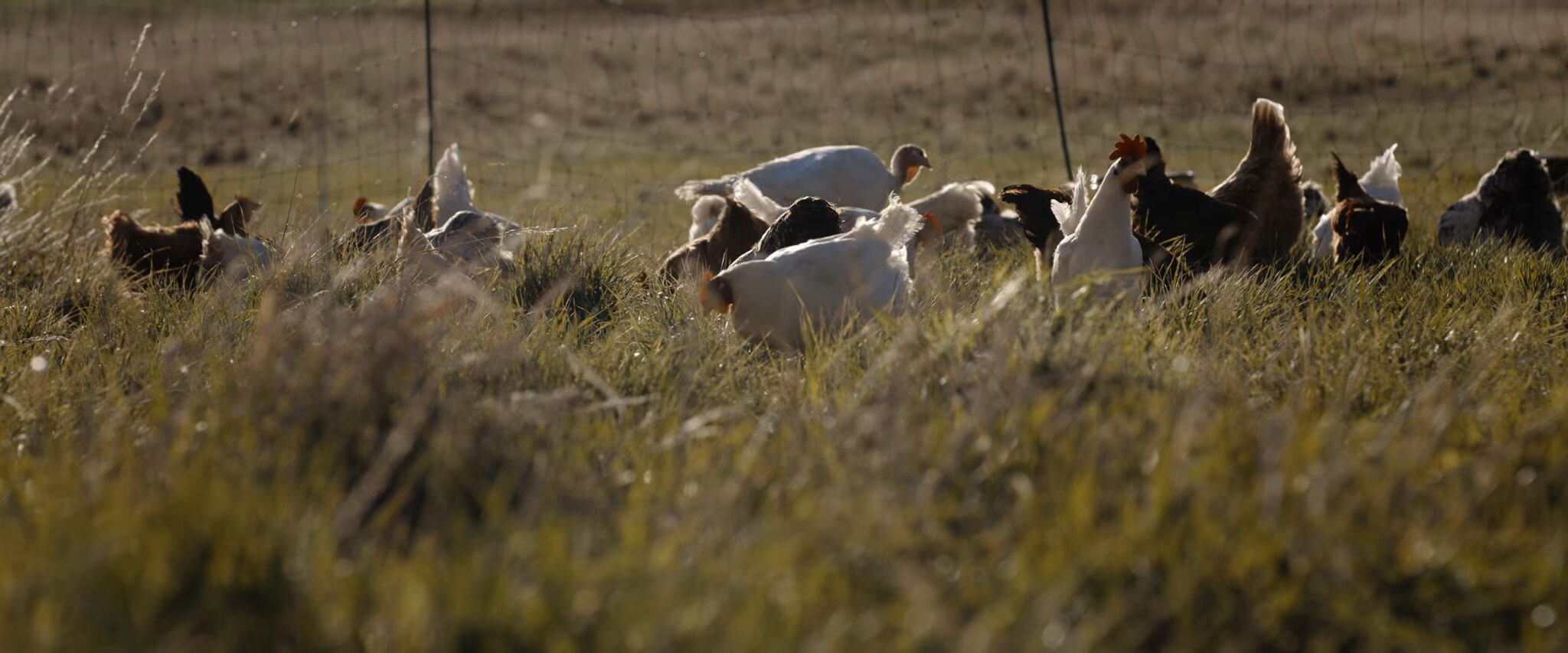 How I Implemented Regenerative Agriculture on My Small Farm ...