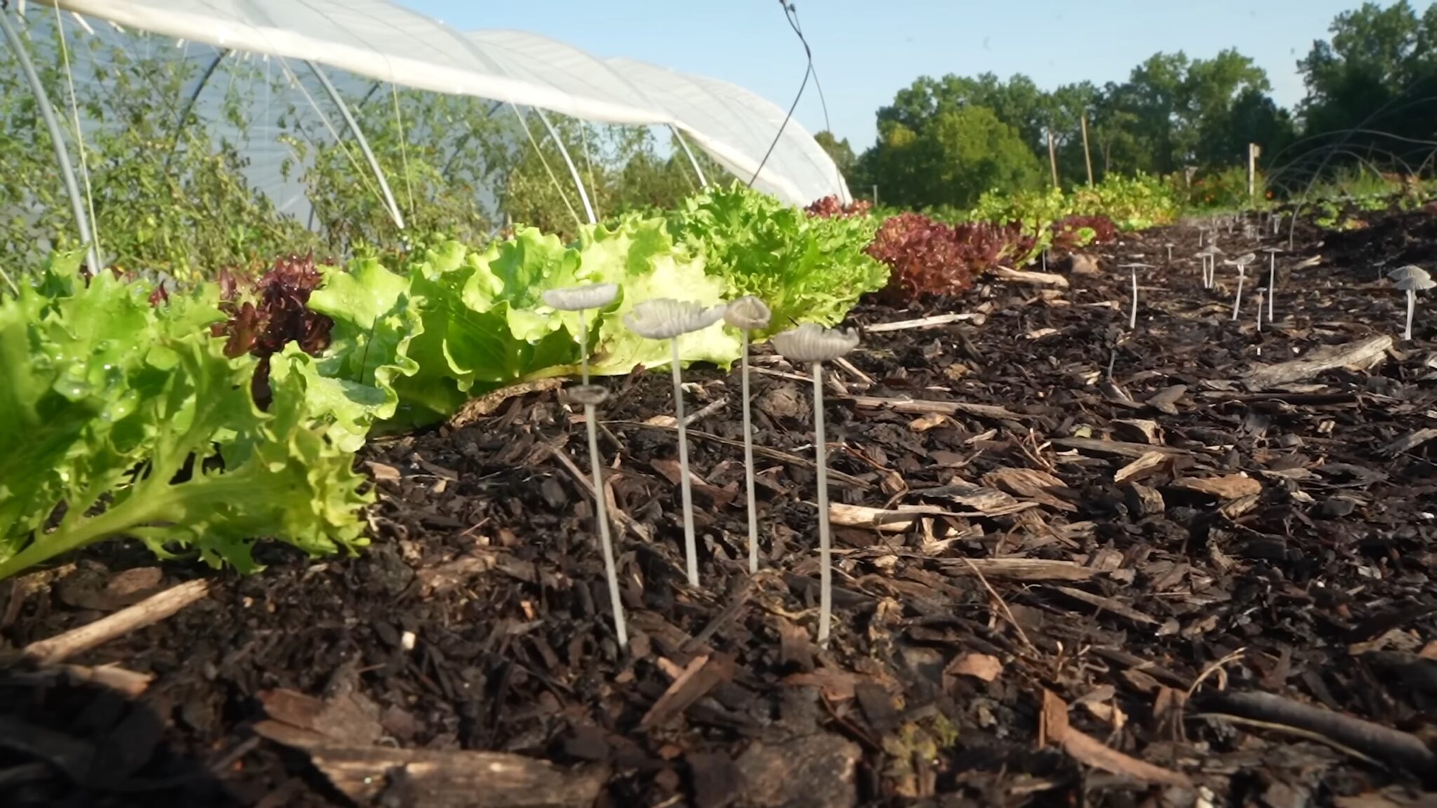 Improving Soil Health with Natural Methods: What Worked for Me ...